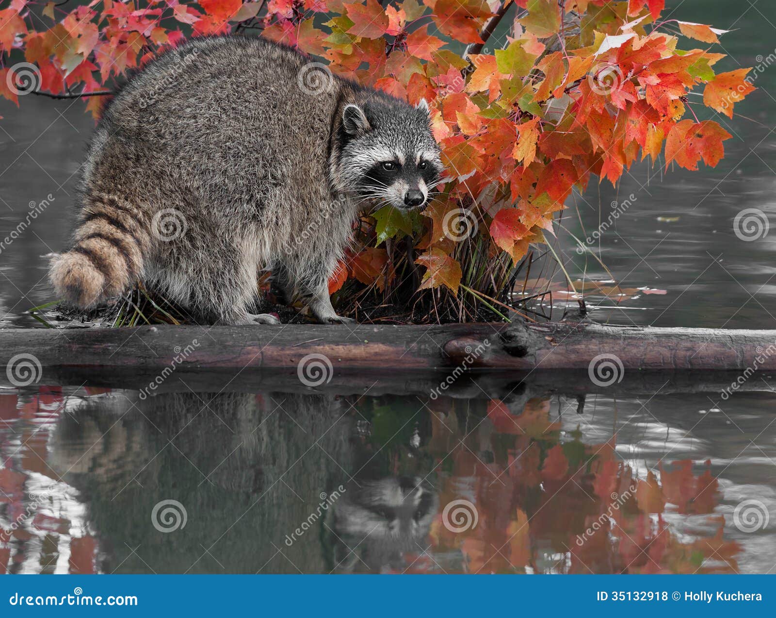 Raccoon (Procyon Lotor) with Reflection Stock Photo - Image of ...