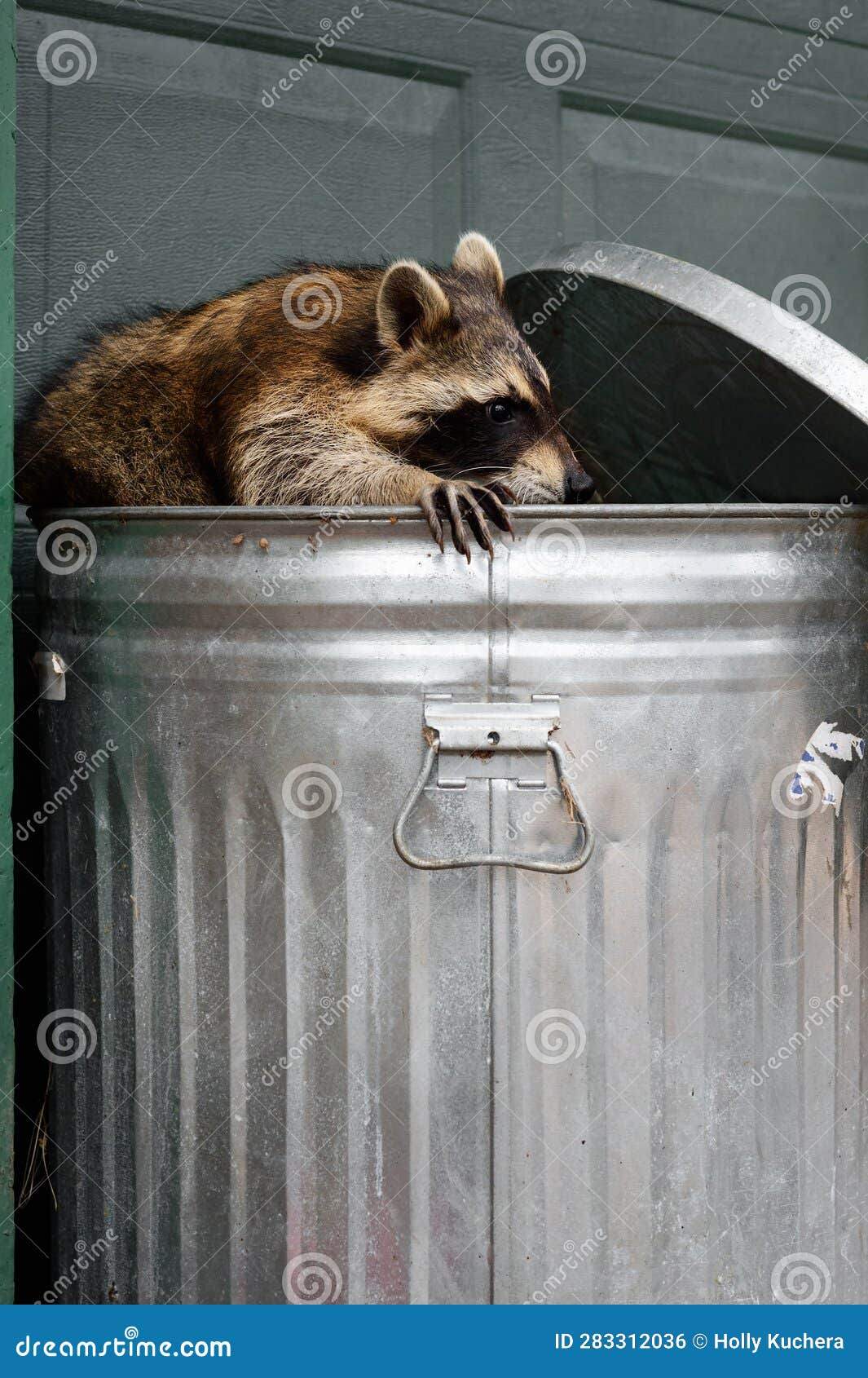 Raccoon (Procyon Lotor) in Trash Can with Lid Stock Photo - Image of ...