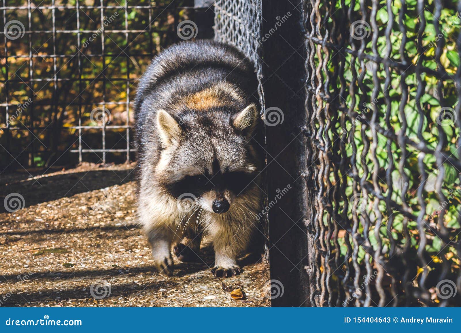 Raccoon stock image. Image of fauna, attractive, pretty - 154404643