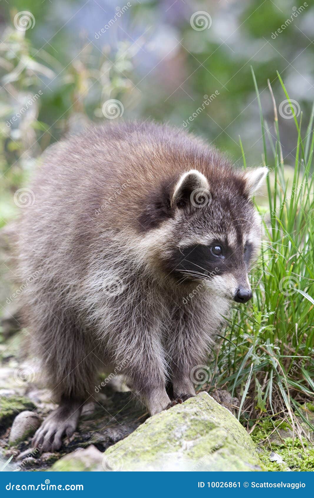Raccoon or Racoon (Procyon Lotor) Stock Image - Image of trade, washing ...