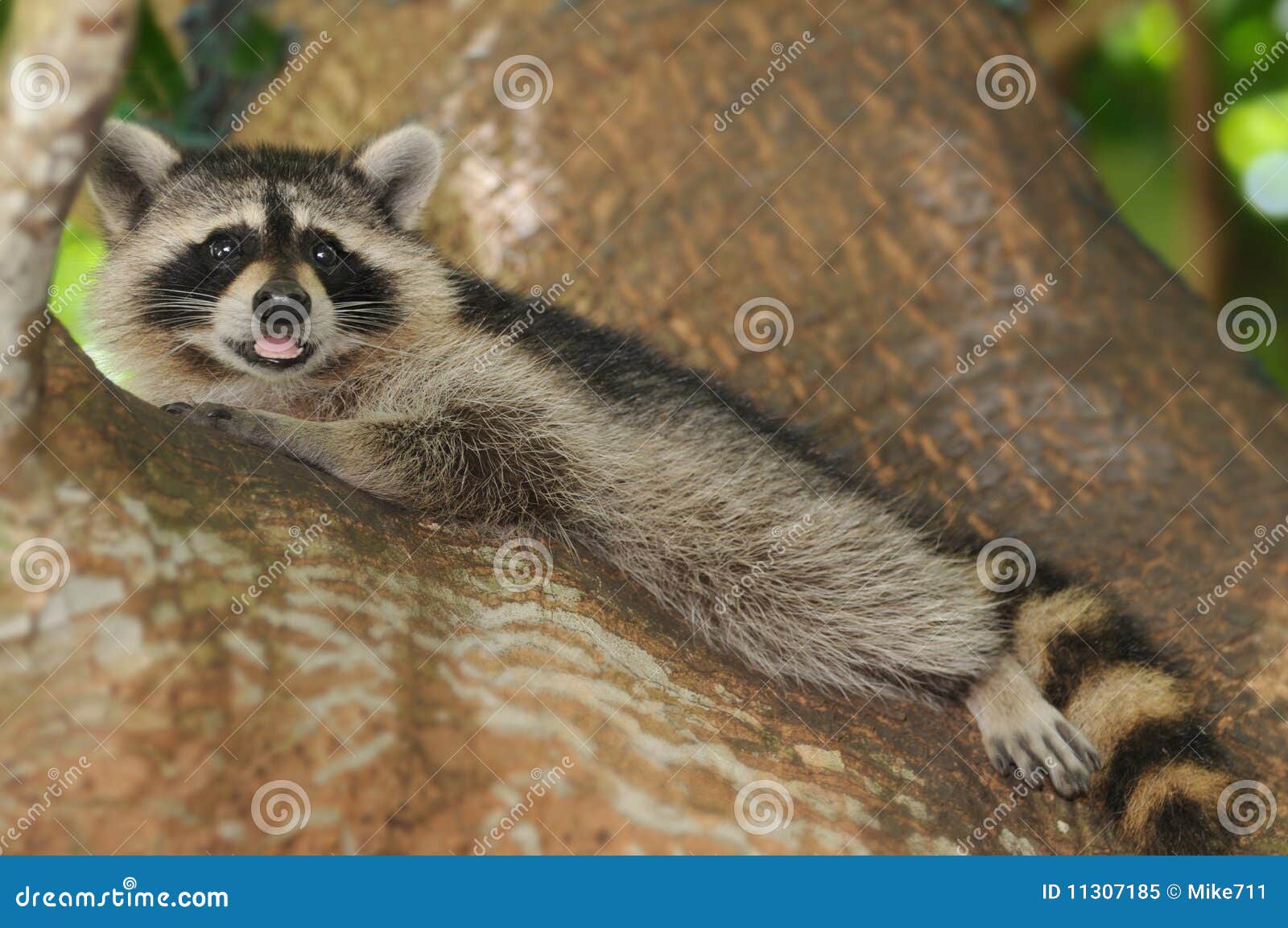 Raccoon Relaxing stock image. Image of raccoon, critter - 11307185