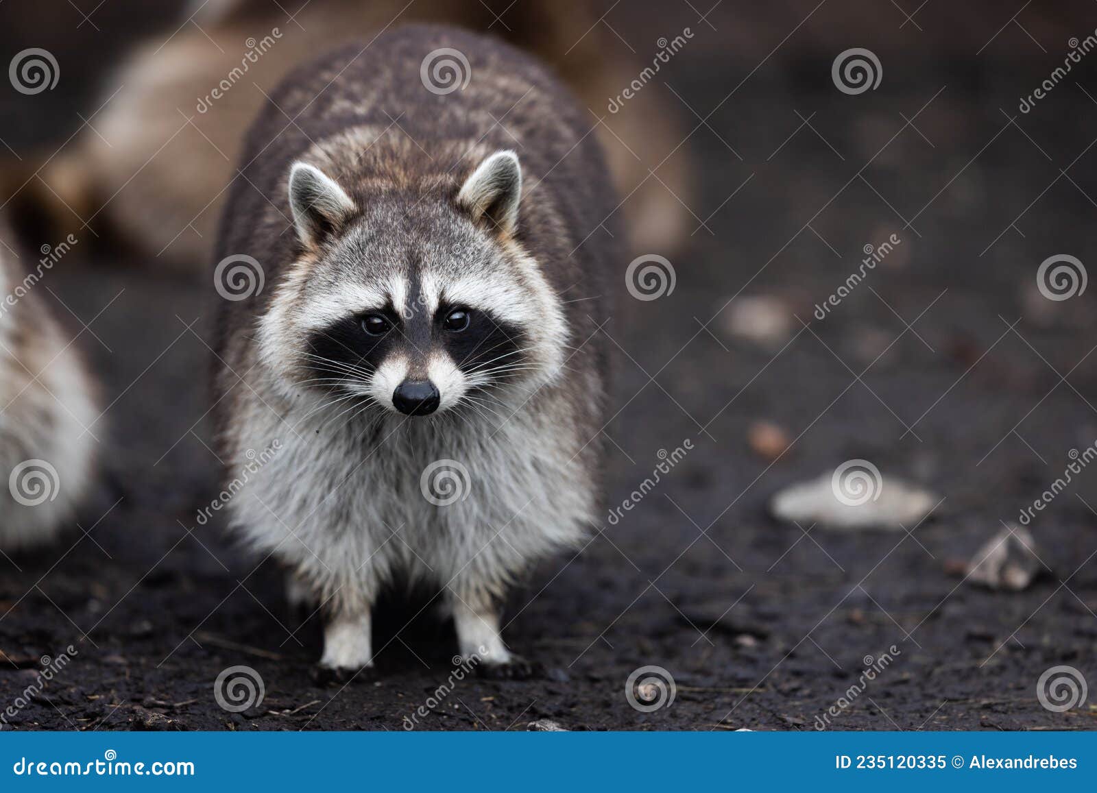 A Raccoon is Resting in the Forest Stock Image - Image of furry, fauna ...