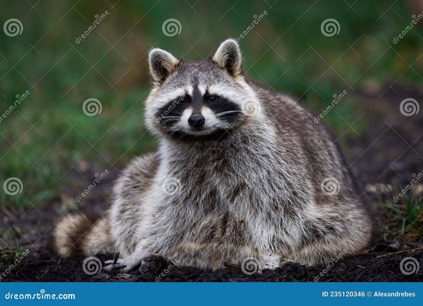 A Raccoon is Resting in the Forest Stock Photo - Image of raccoon ...