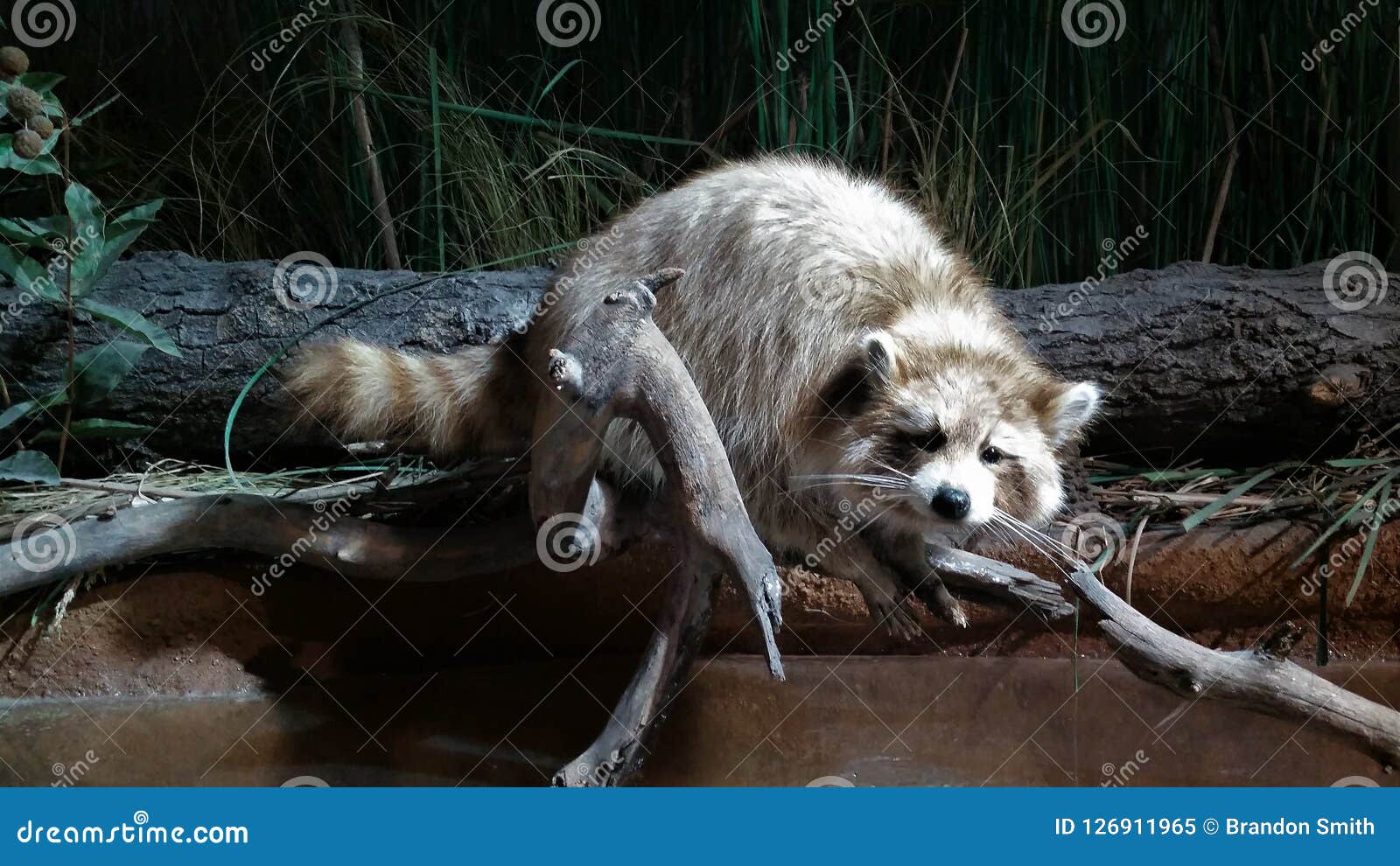Dead Raccoon Stock Photos - Download 51 Images