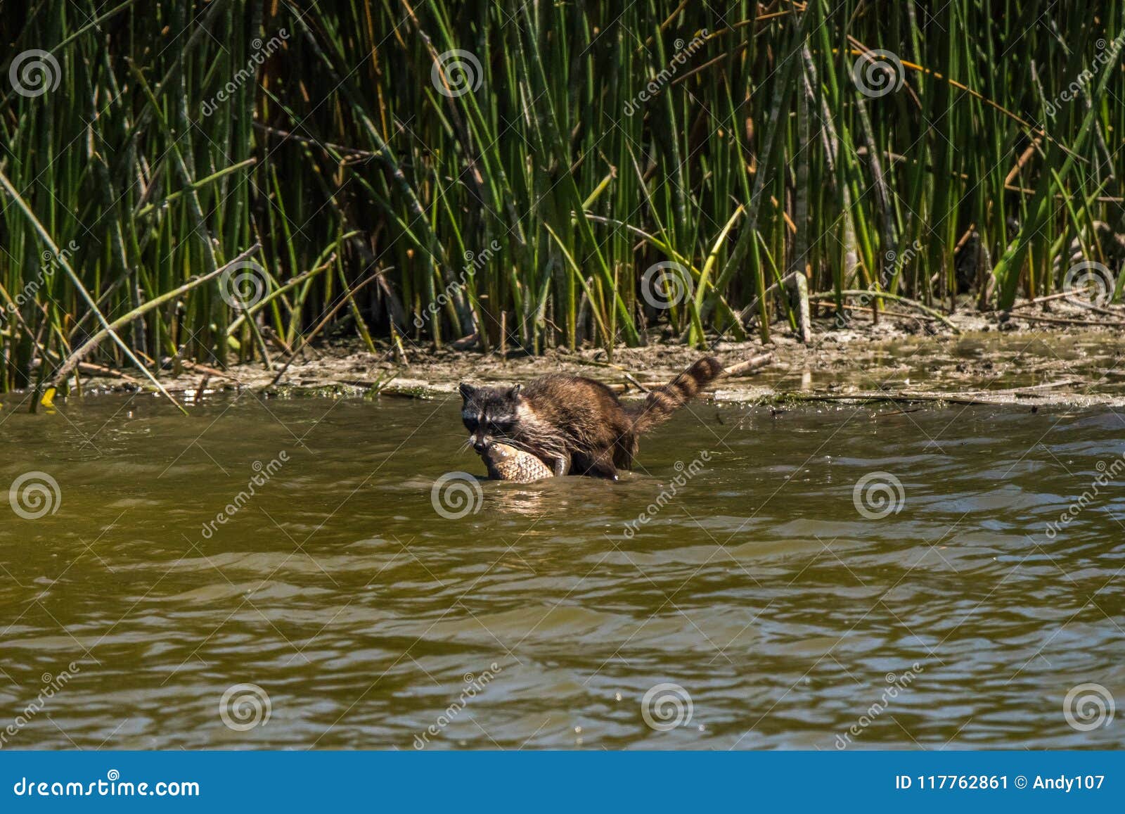 Raccoon Retrieving Fish from Water Stock Image - Image of retrieving ...