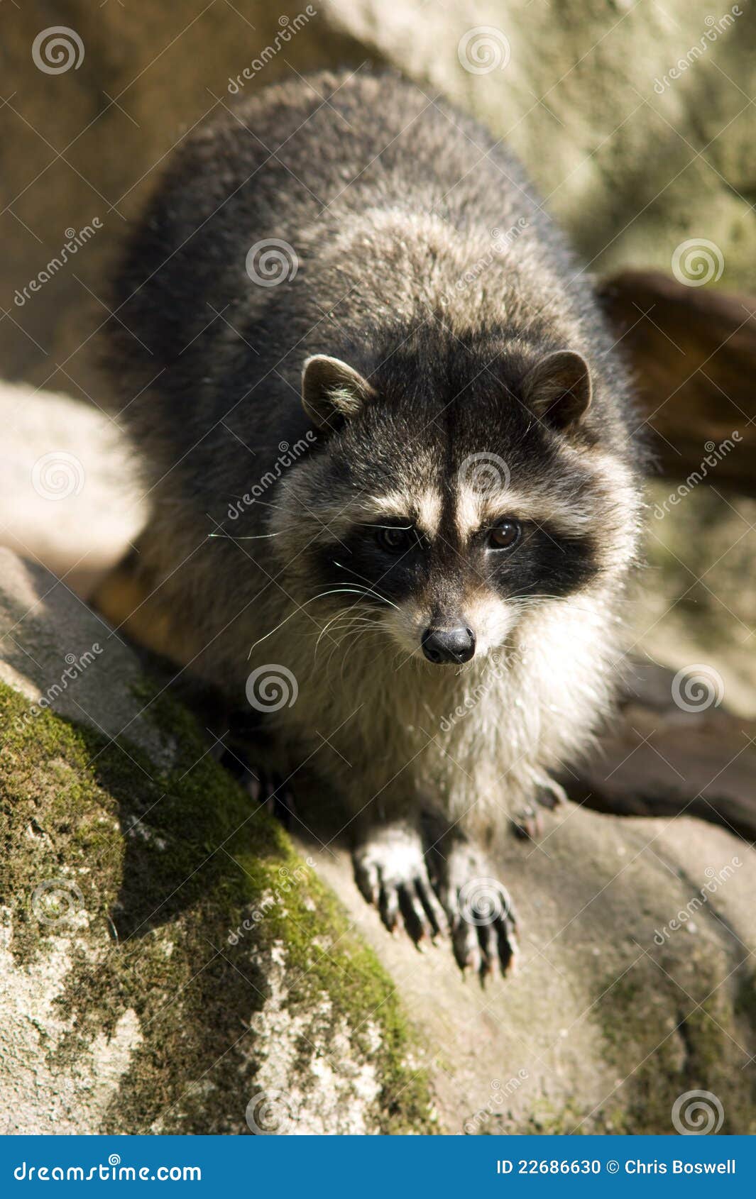 Wild Raccoon on a Rock Looks for Danger Stock Photo - Image of wildlife ...