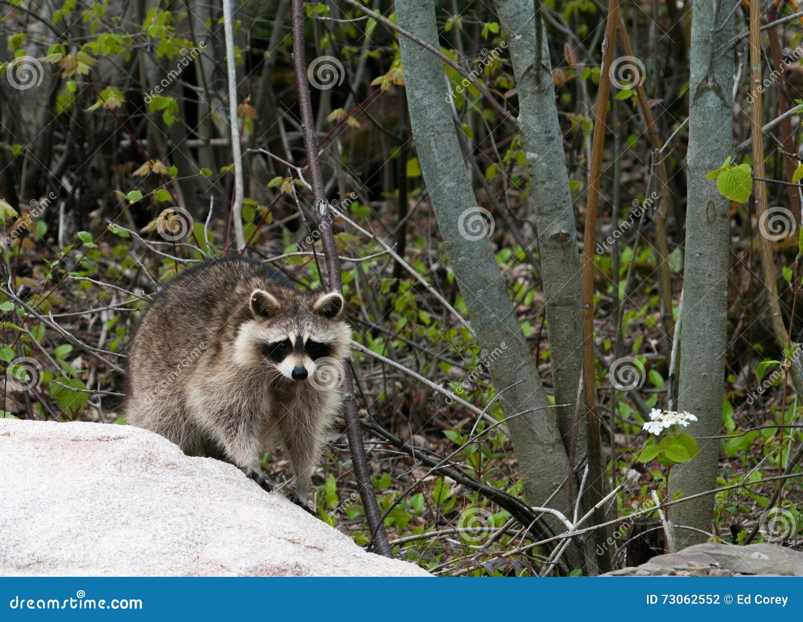 Raccoon on rock stock photo. Image of paws, nose, canada - 73062552
