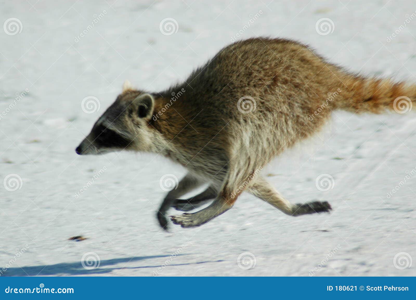 Raccoon running on Beach stock image. Image of rushed, running - 180621