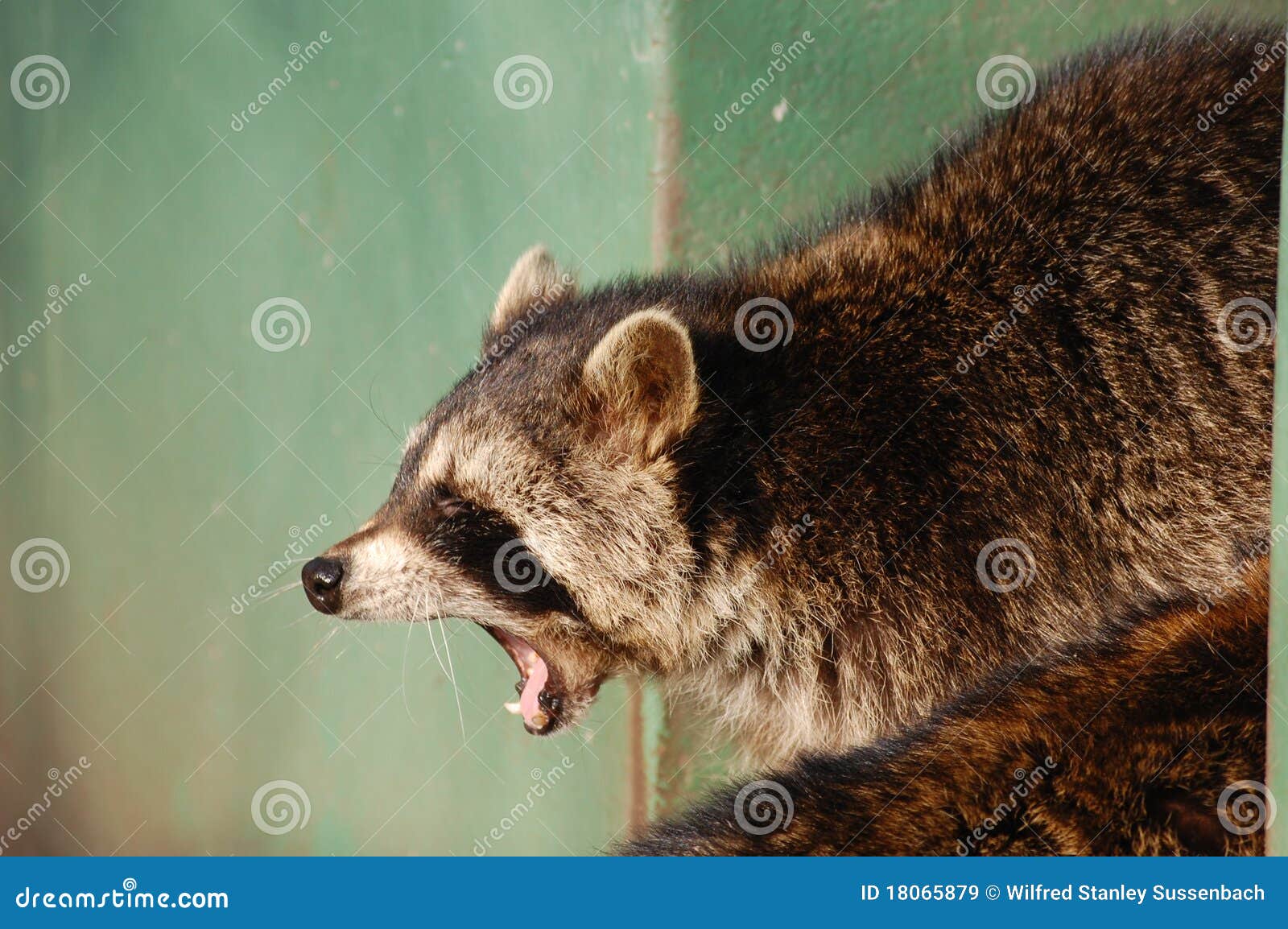 Raccoon screaming stock image. Image of screaming, animal - 18065879