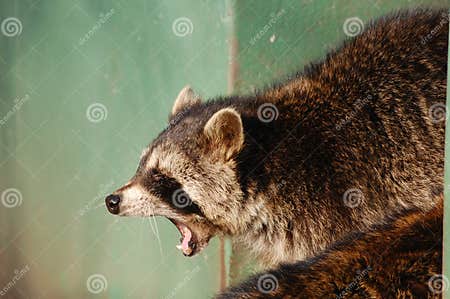 Raccoon screaming stock image. Image of screaming, animal - 18065879