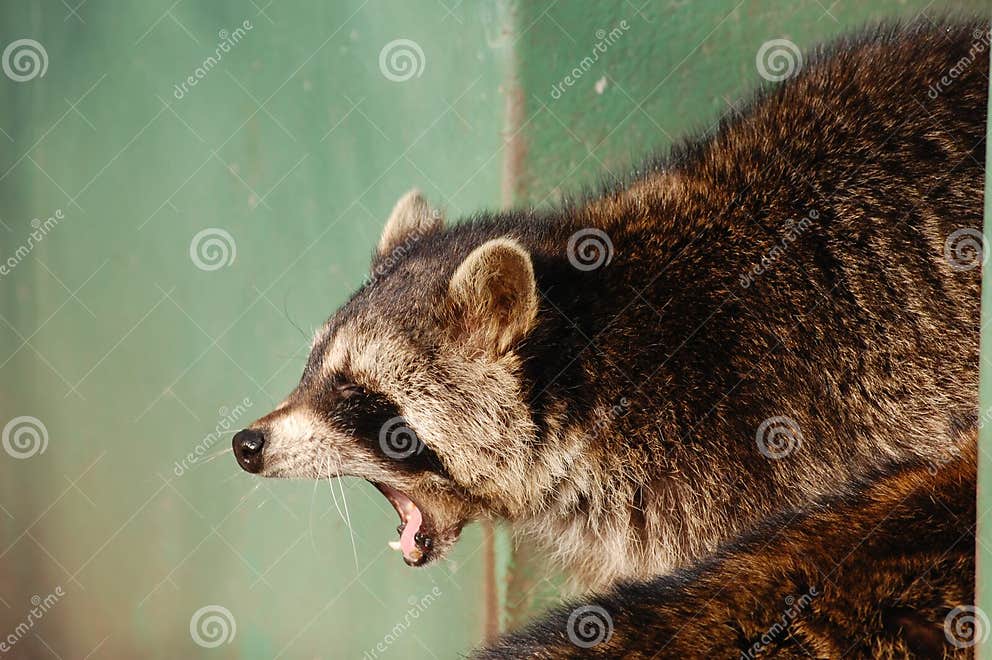 Raccoon screaming stock image. Image of screaming, animal - 18065879