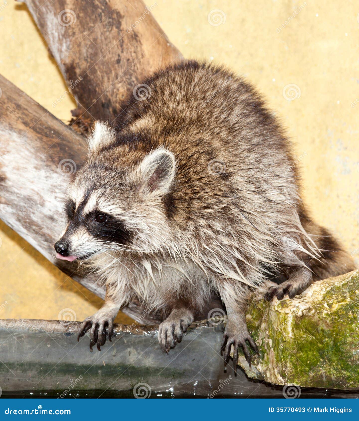 Raccoon stock image. Image of procyoid, wildlife, american - 35770493