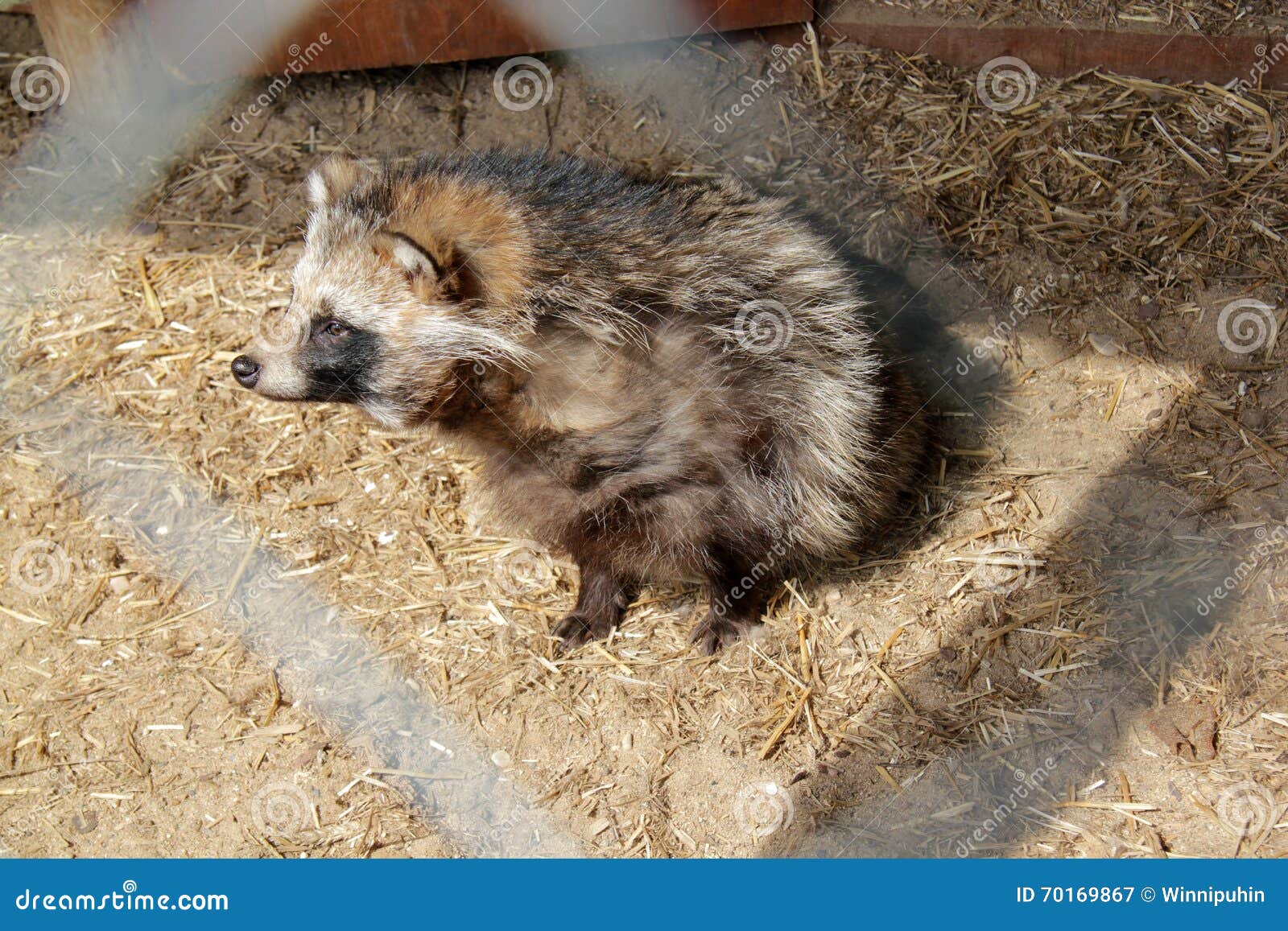 Raccoon stock image. Image of portrait, wild, grassland - 70169867