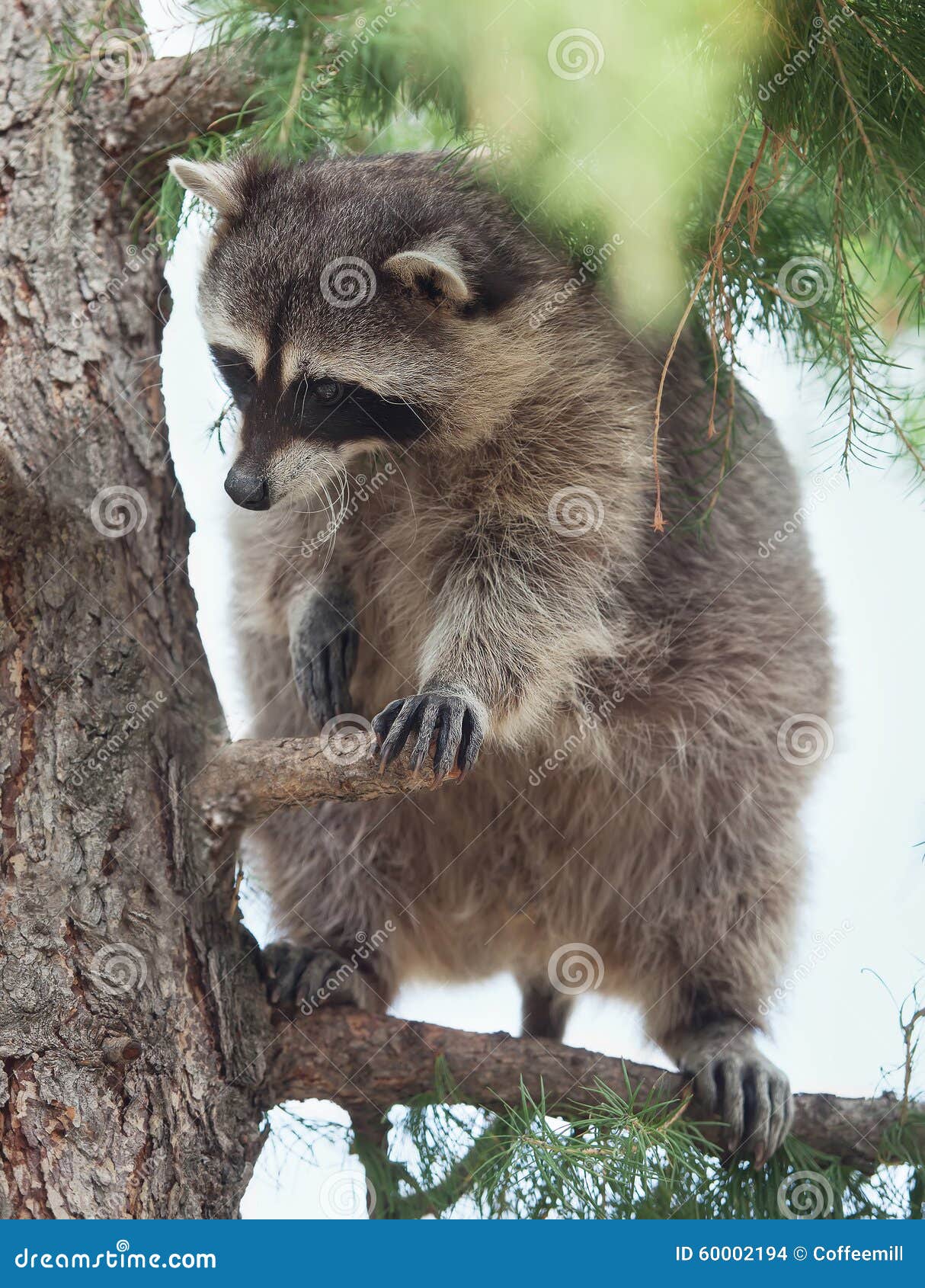 Raccoon stock photo. Image of procyonidae, nature, tree - 60002194