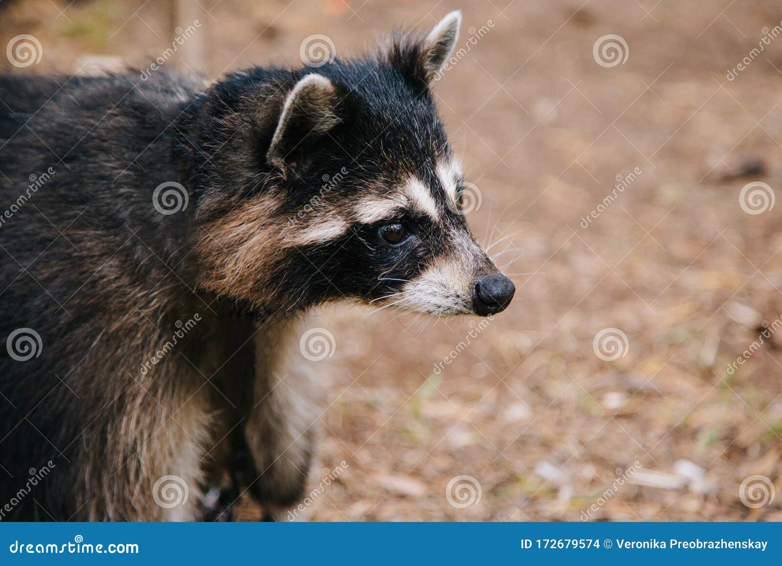 Raccoon is Sitting in the Forest. Animal with Sad Eyes Stock Photo ...