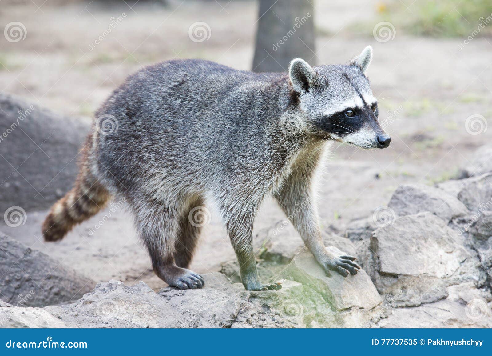 Raccoon stock image. Image of wildlife, animal, living - 77737535