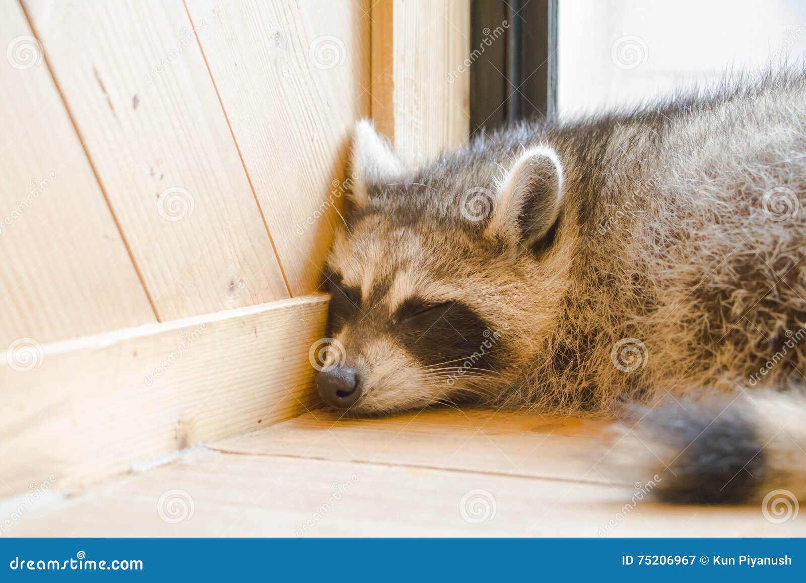 Raccoon Sleep stock image. Image of brown, lotor, racoon - 75206967
