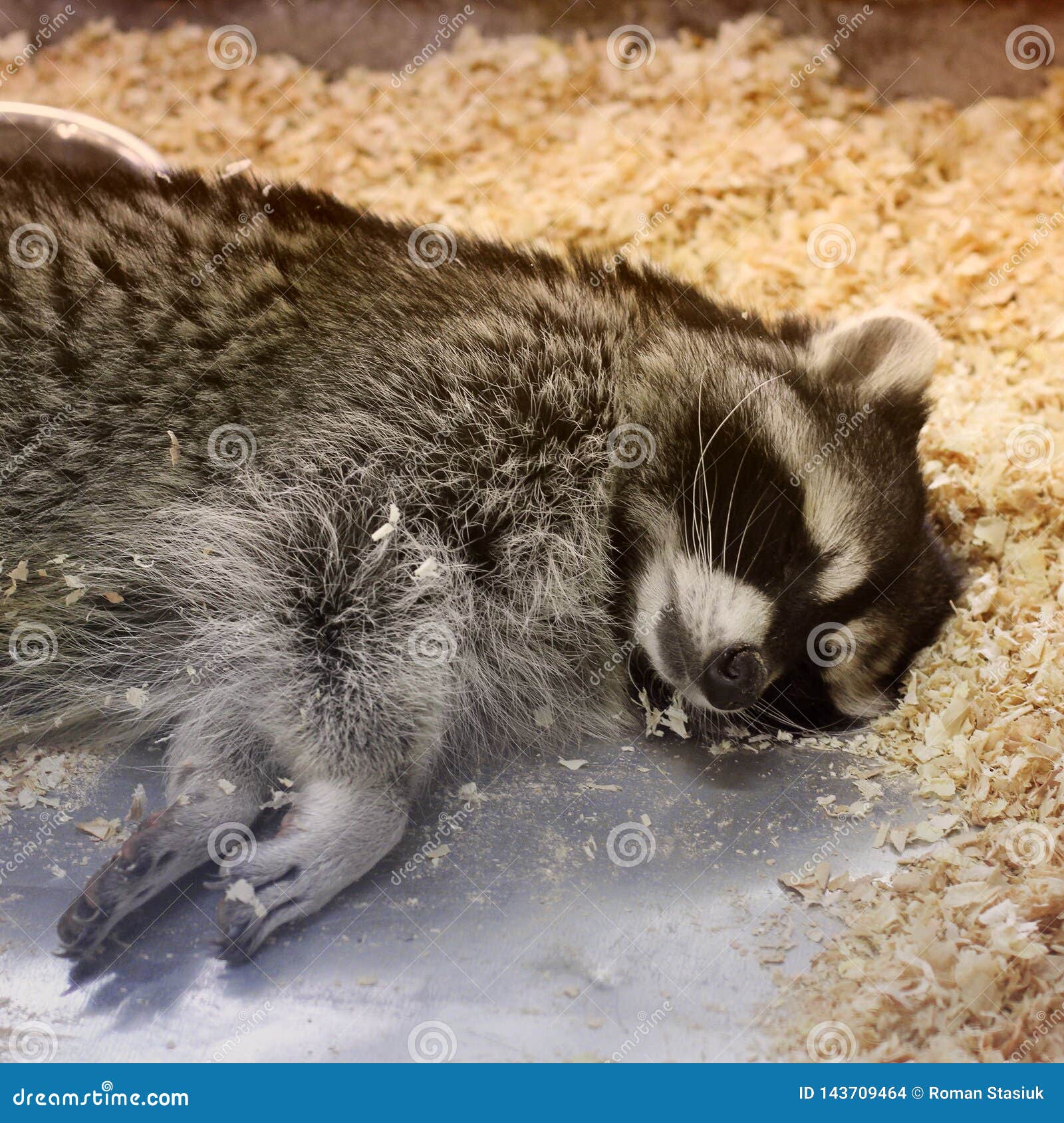 Raccoon sleeping in a cage stock photo. Image of nature - 143709464