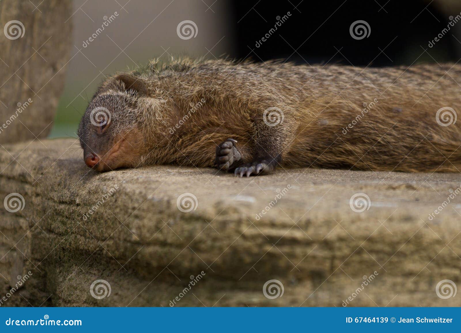 Raccoon sleeping stock image. Image of nature, cute, garden - 67464139