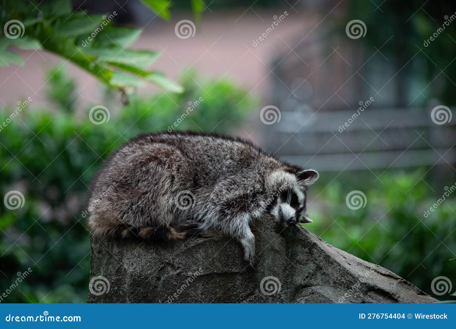 Raccoon Sleeping In The Tree Royalty-Free Stock Photography | CartoonDealer.com #163755755