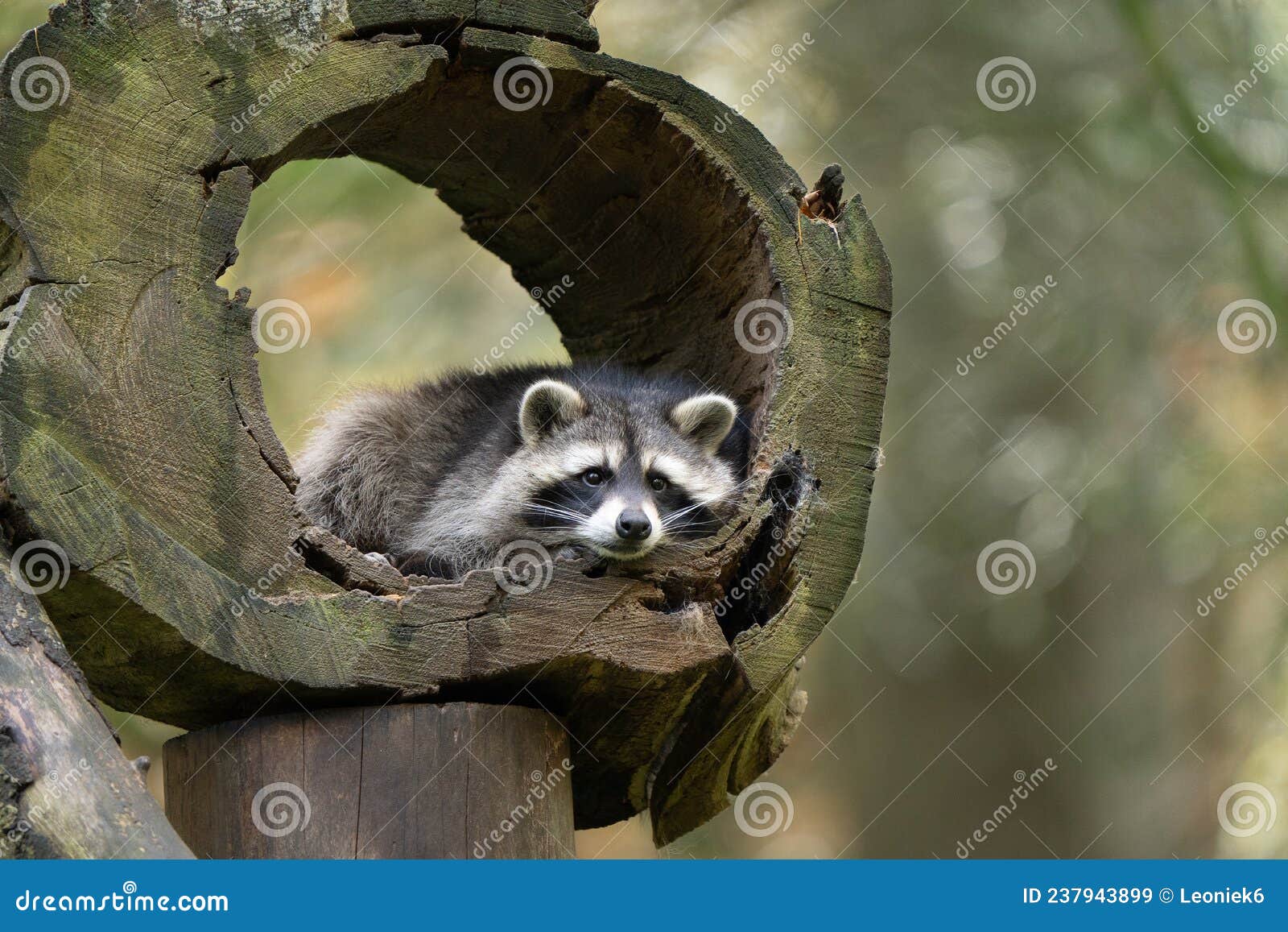 Raccoon Sleeping In The Tree Royalty-Free Stock Photography ...