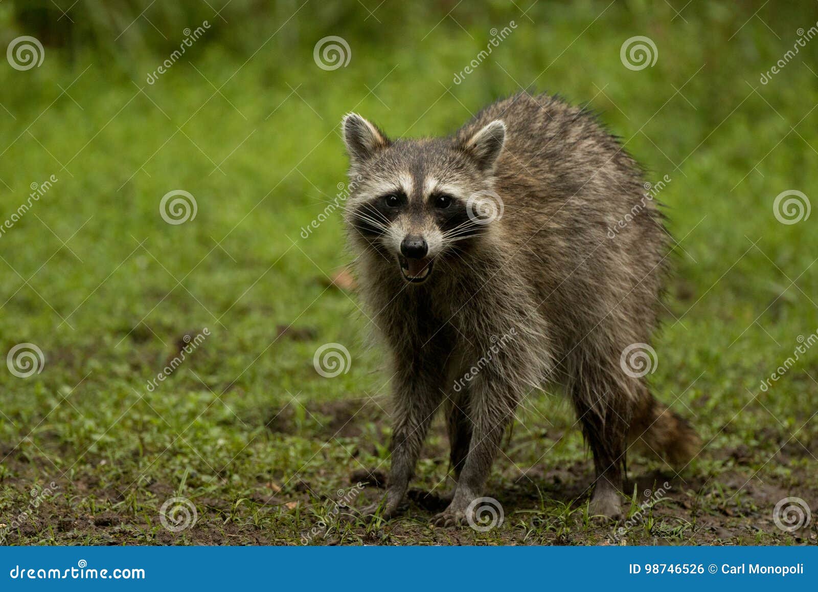 Raccoon Smile stock photo. Image of animal, cute, wildlife - 98746526