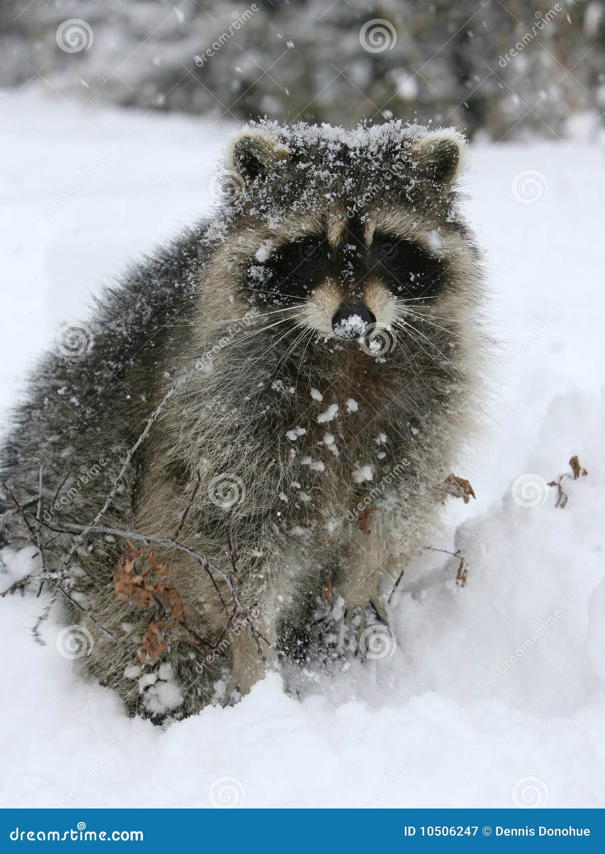 Raccoon in Snow stock image. Image of nose, darling, mammal - 10506247