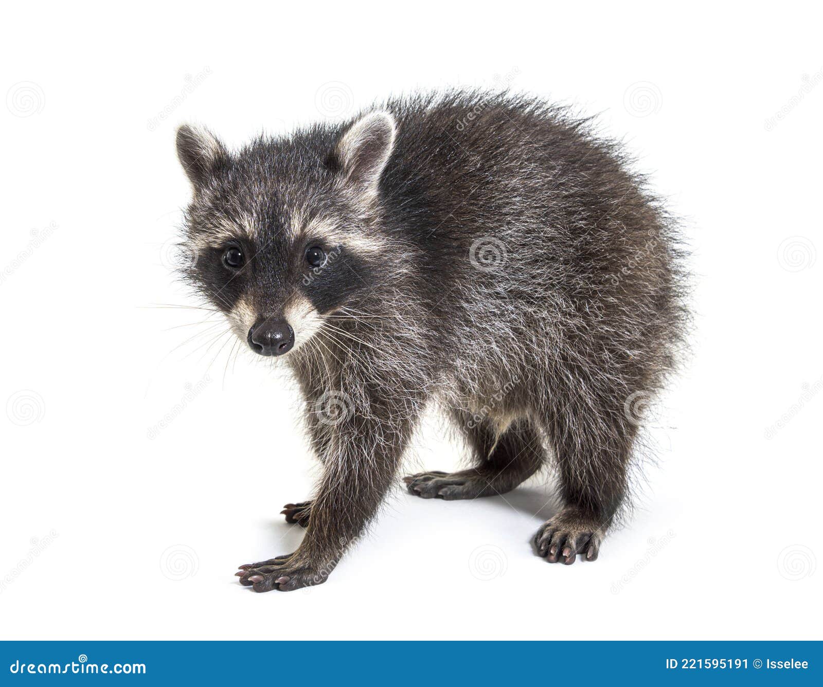 Raccoon Standing in Front, Isolated Stock Image - Image of wild ...