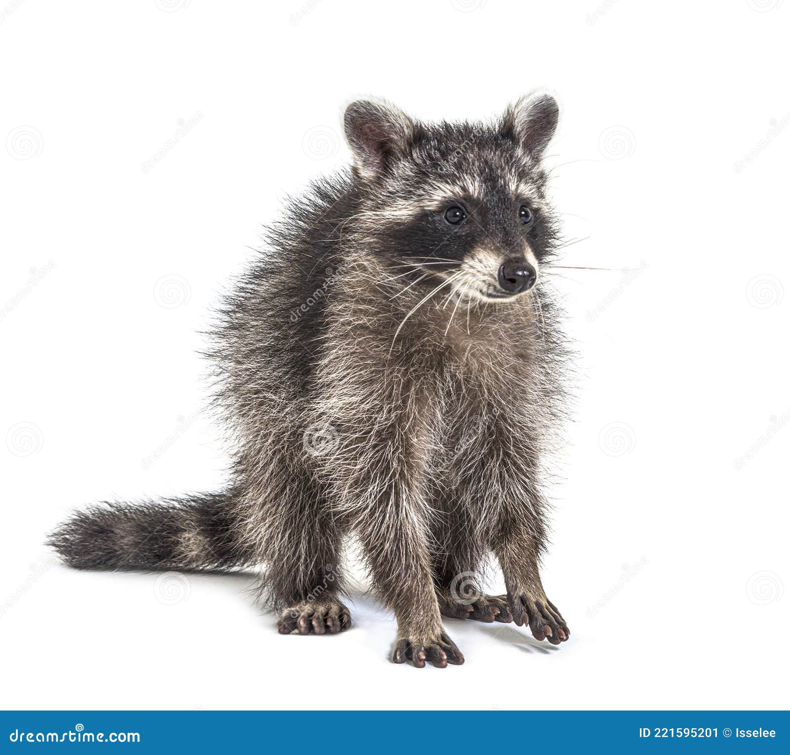 Raccoon Standing in Front, Isolated Stock Image - Image of wild, mammal ...