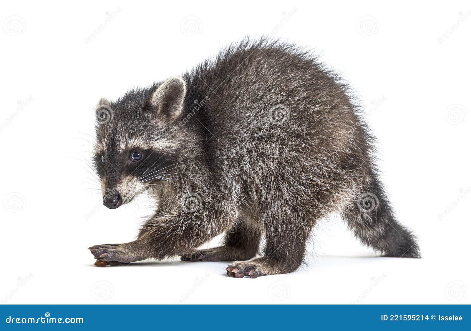 Raccoon Standing in Front, Isolated Stock Photo - Image of people ...