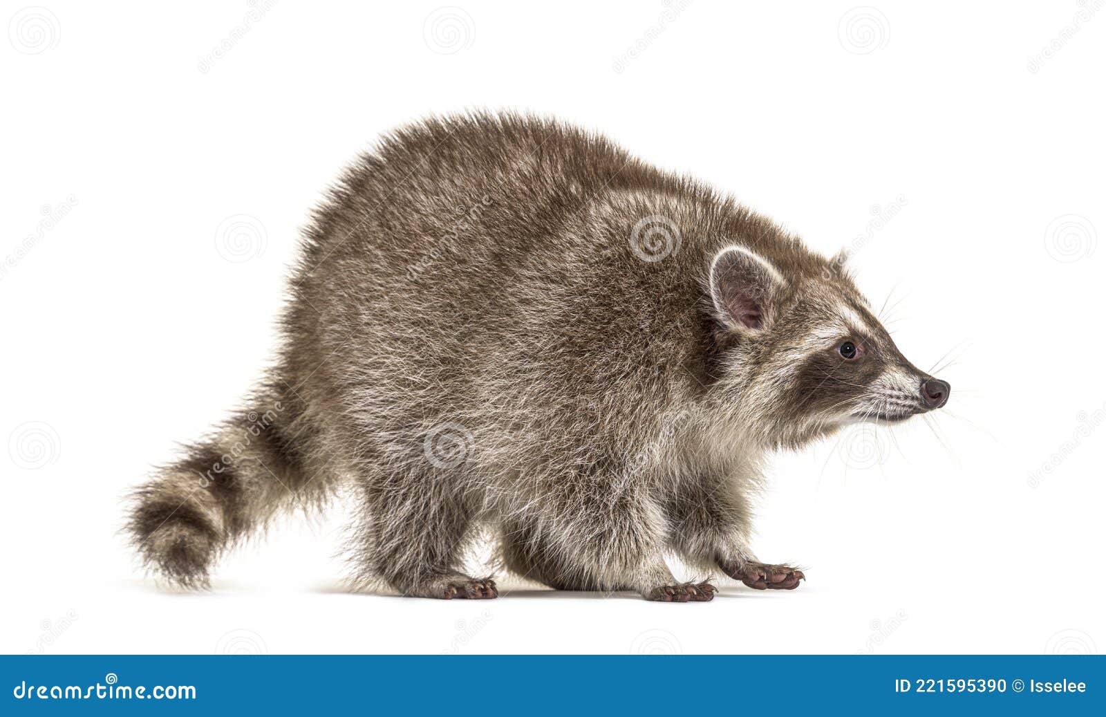 Raccoon Standing in Front, Isolated Stock Photo - Image of vertebrate ...