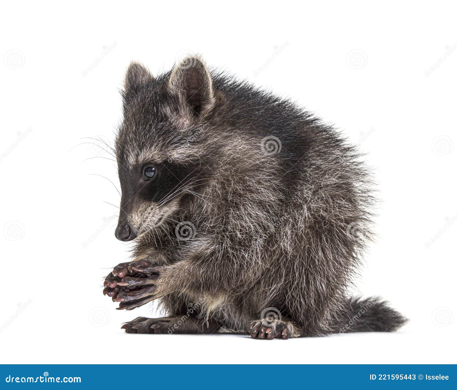 Raccoon Standing in Front, Isolated Stock Image - Image of shyness ...