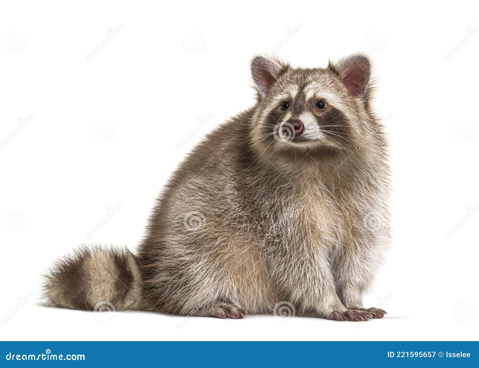 Raccoon Standing in Front, Isolated Stock Image - Image of carnivore ...