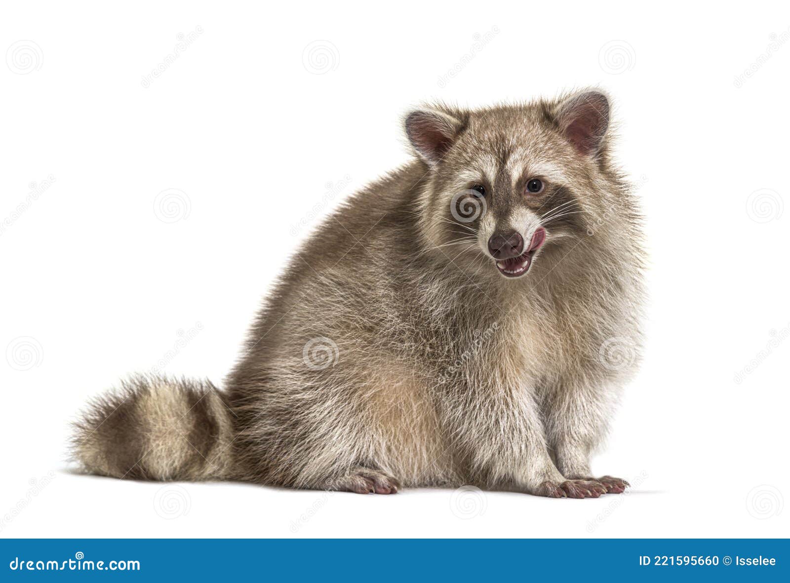 Raccoon Standing in Front, Isolated Stock Photo - Image of cute, snout ...