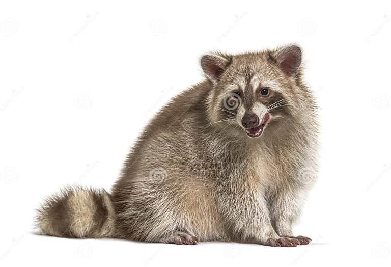Raccoon Standing in Front, Isolated Stock Photo - Image of cute, snout ...