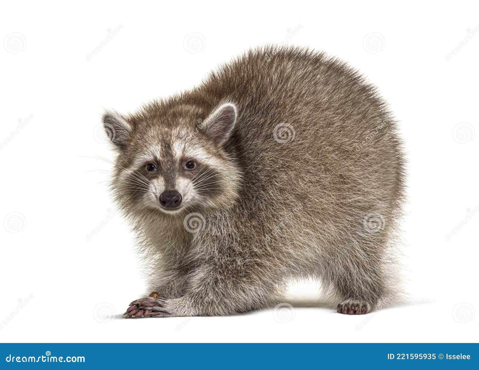 Raccoon Standing in Front, Isolated Stock Image - Image of people ...