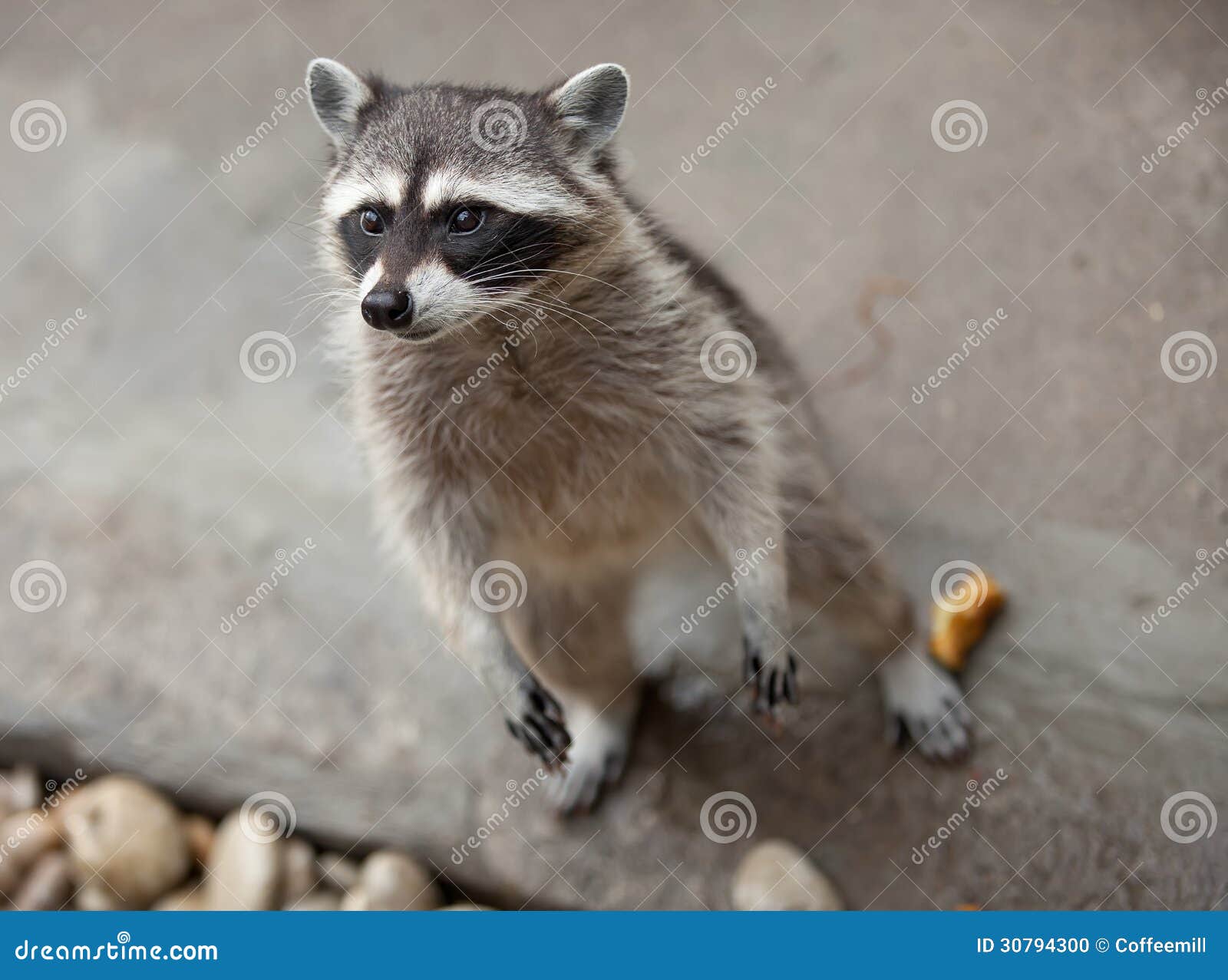 Raccoon standing stock photo. Image of raccoon, mammals - 30794300