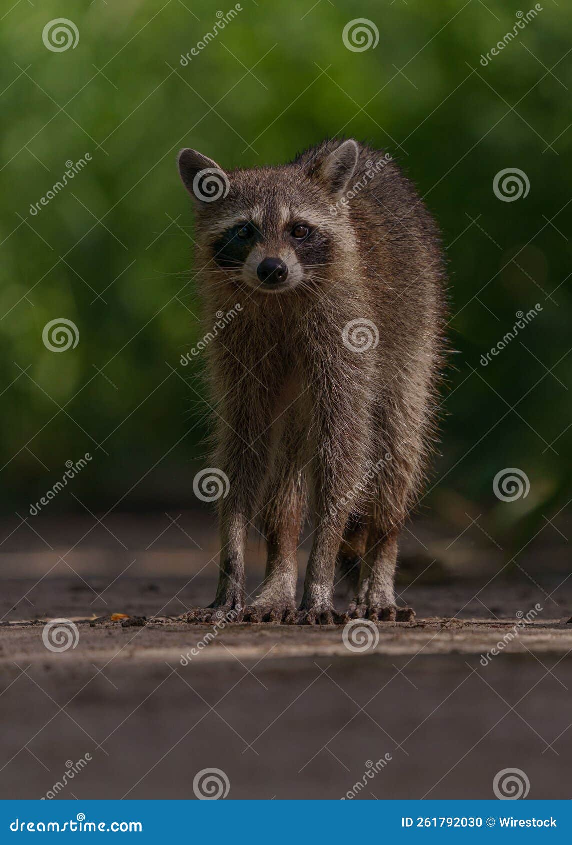Raccoon Standing and Looking at Camera Stock Photo - Image of standing ...