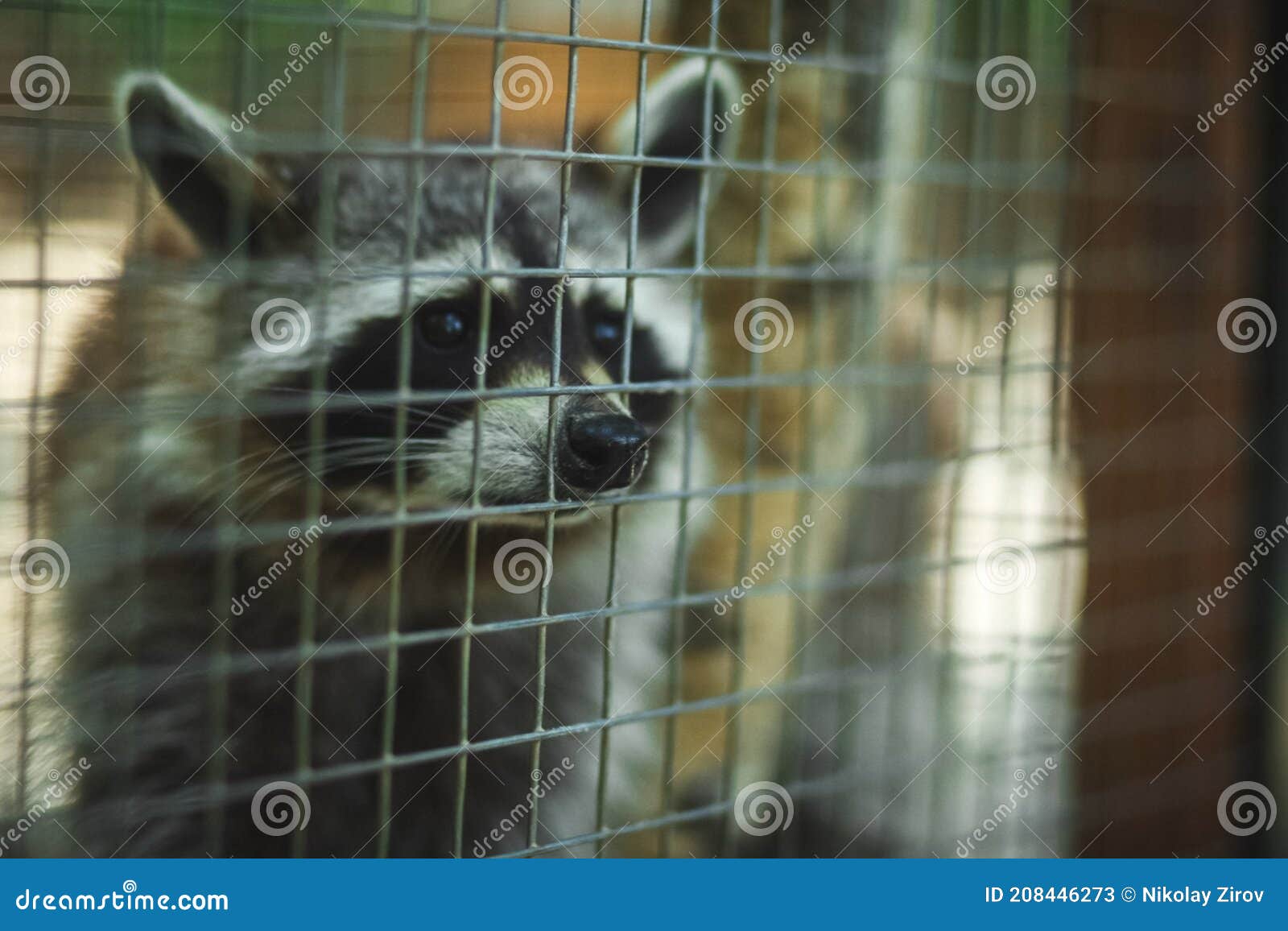 Raccoon Sticks Its Nose through the Cage. Raccoon at the Zoo Stock ...