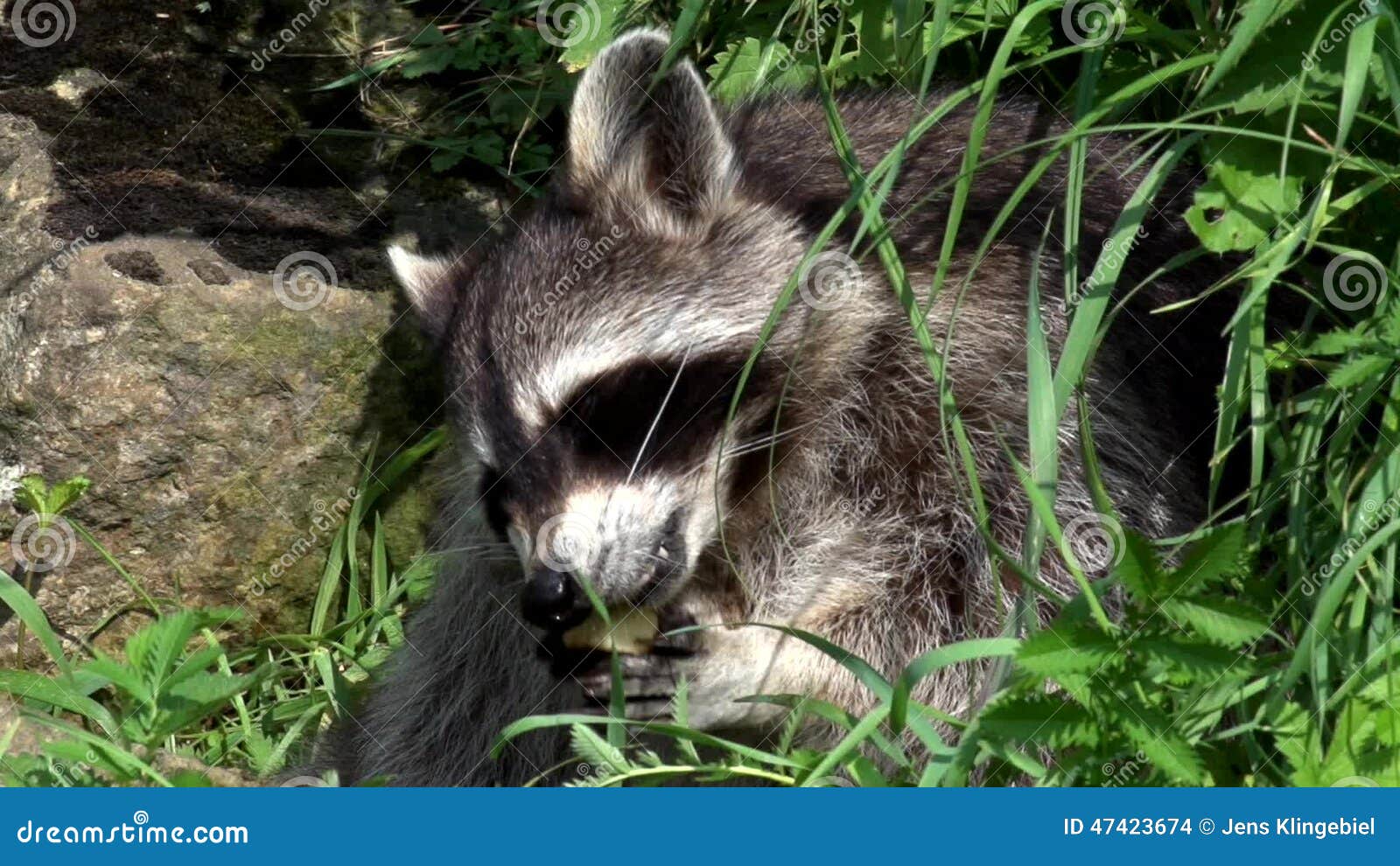 Raccoon stock footage. Video of animal, closeup, daytime - 47423674