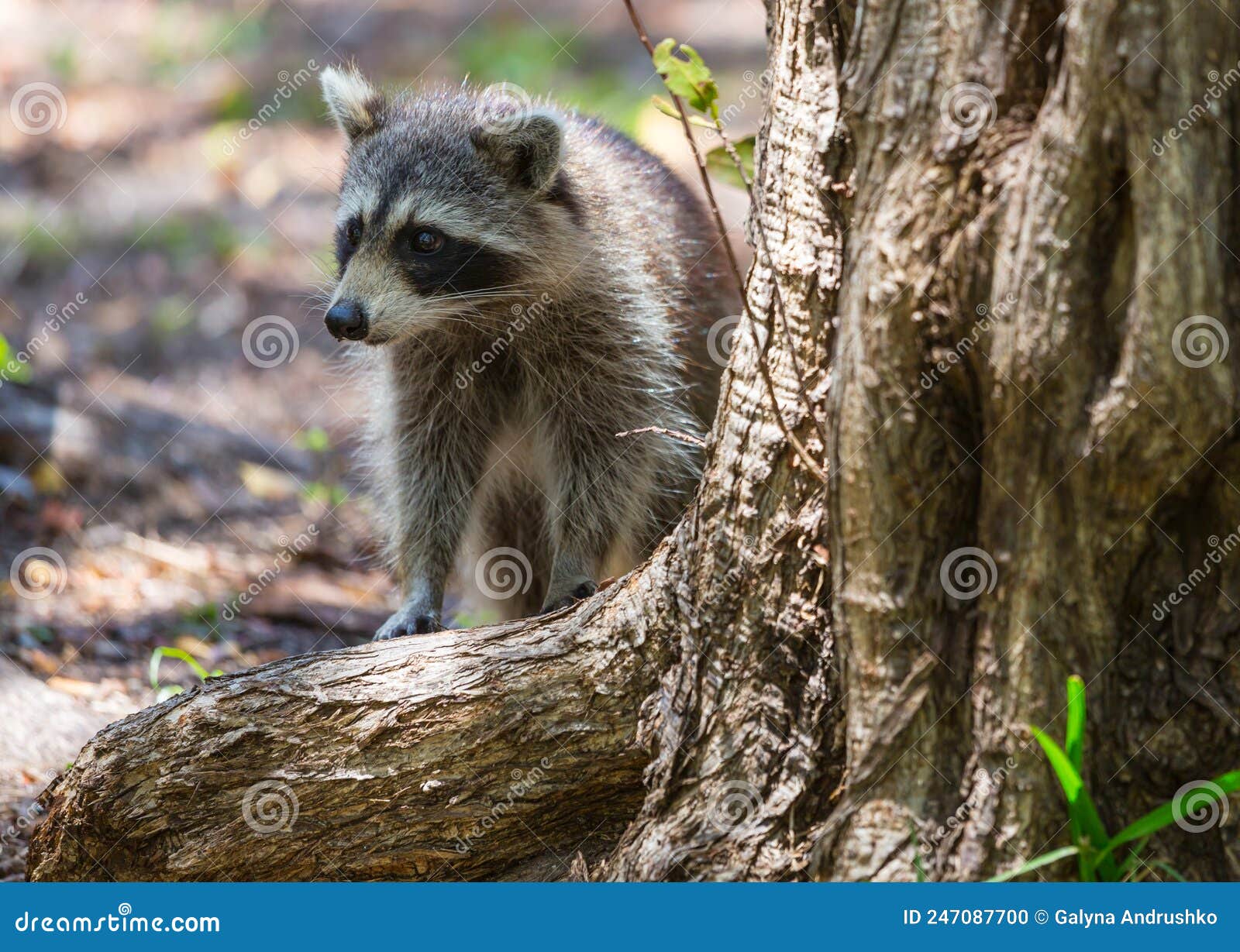 Racoon stock photo. Image of travel, summer, states - 247087700