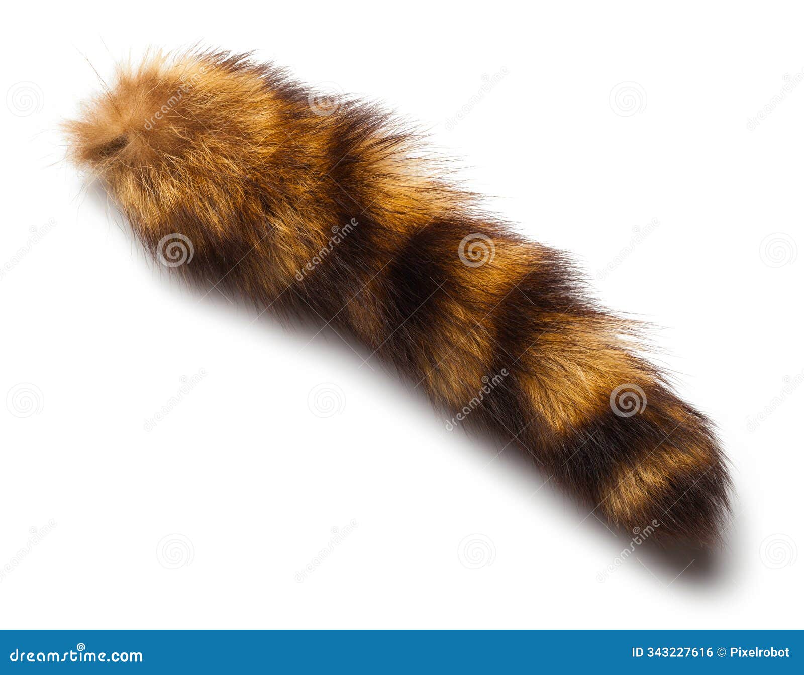 Raccoon Tail stock photo. Image of small, raccoon, tail - 343227616