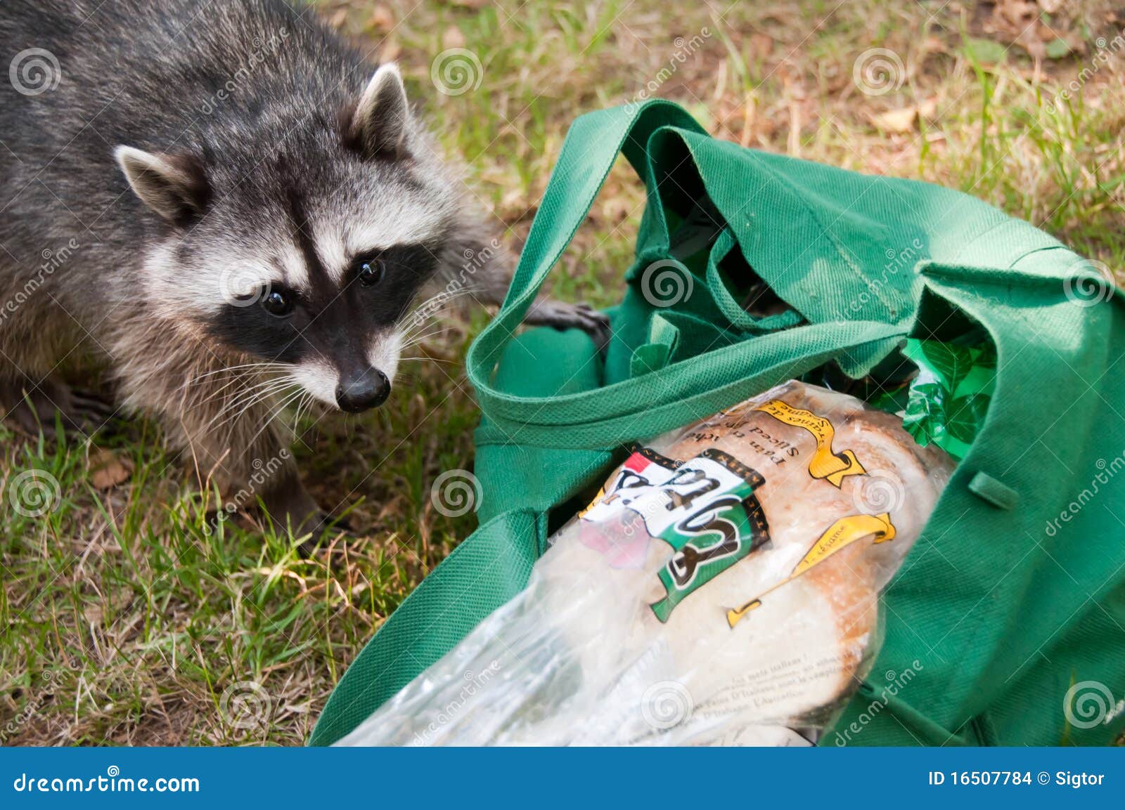 Raccoon thief stock photo. Image of thief, steal, wild - 16507784