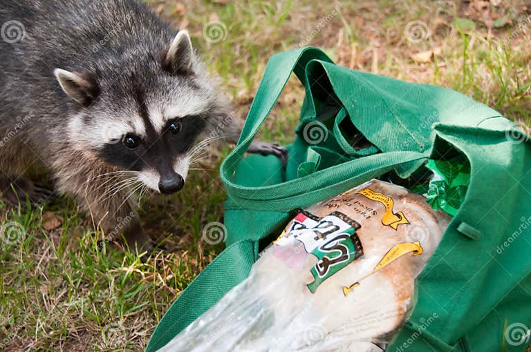 Raccoon thief stock photo. Image of thief, steal, wild - 16507784
