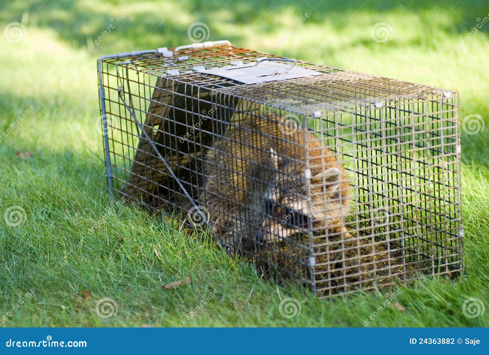 Raccoon Trapped in a Cage stock photo. Image of animal - 24363882