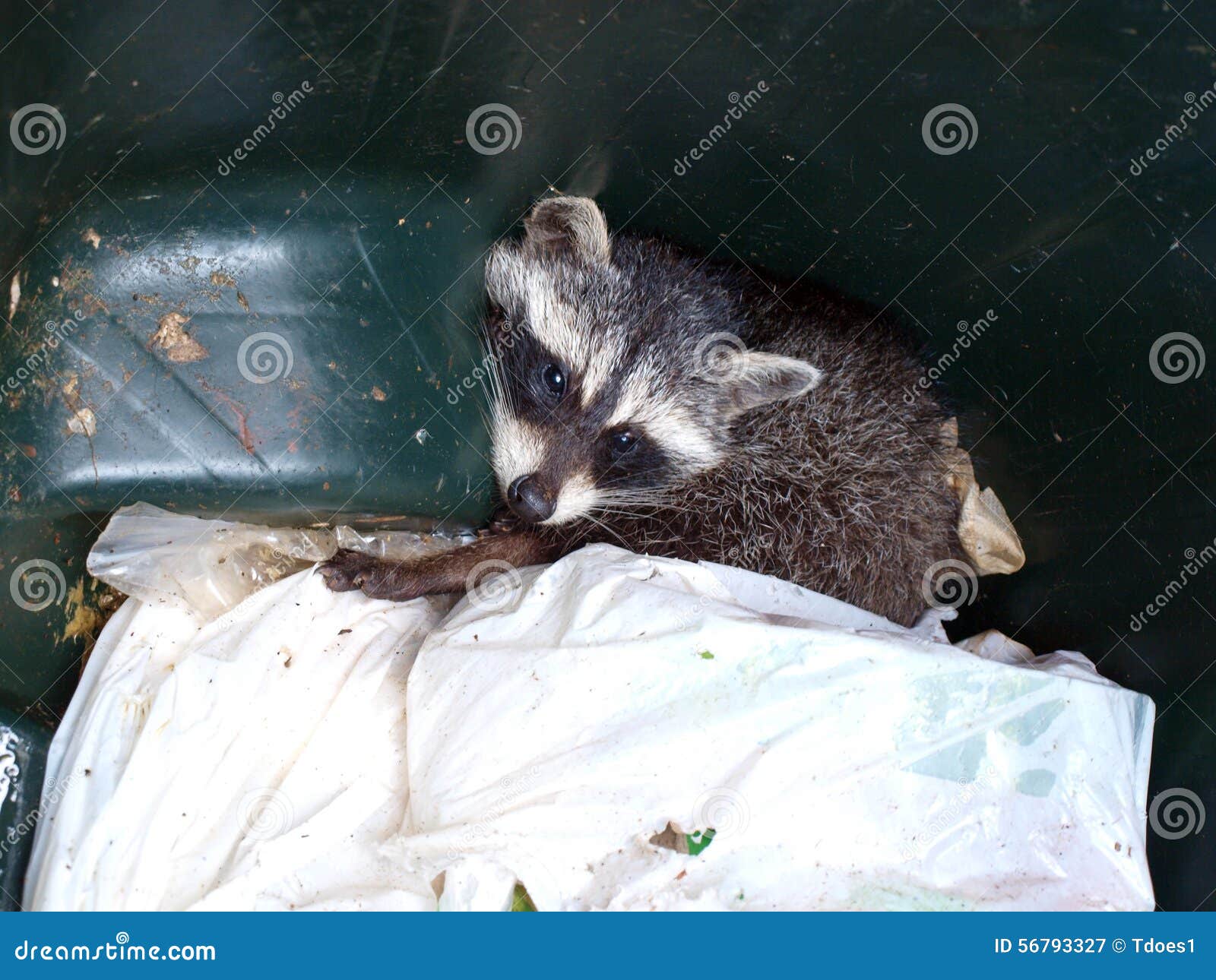 Raccoon in trash stock image. Image of wildlife, bandit - 56793327