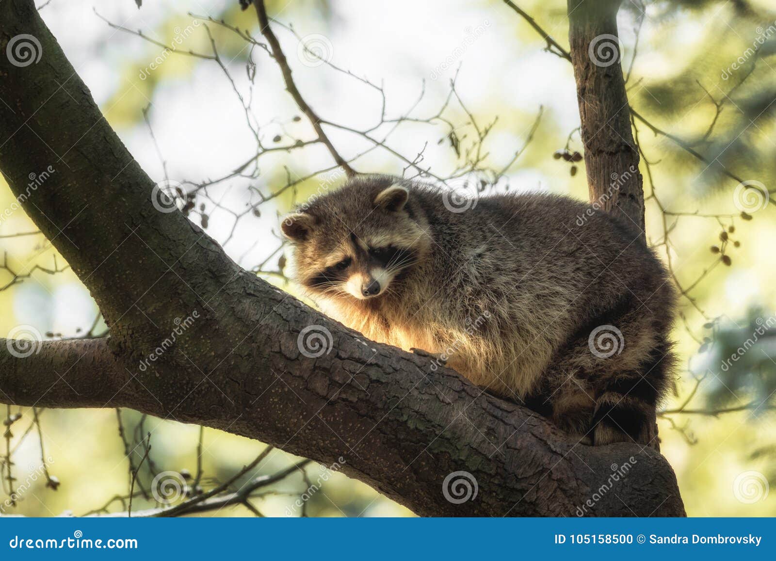 A raccoon on a tree stock photo. Image of outdoor, adorable - 105158500