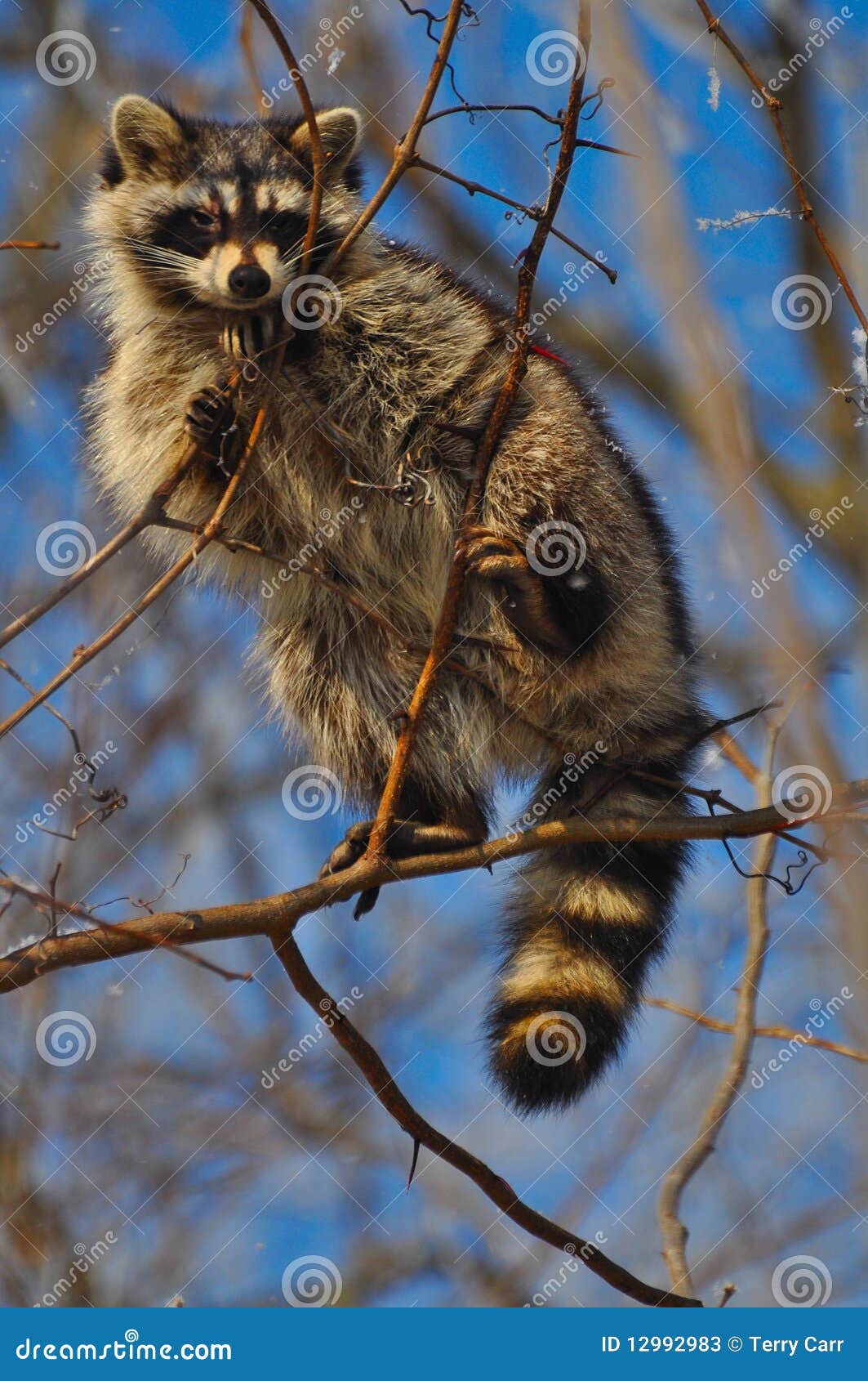 Raccoon in a tree stock image. Image of natural, wild - 12992983