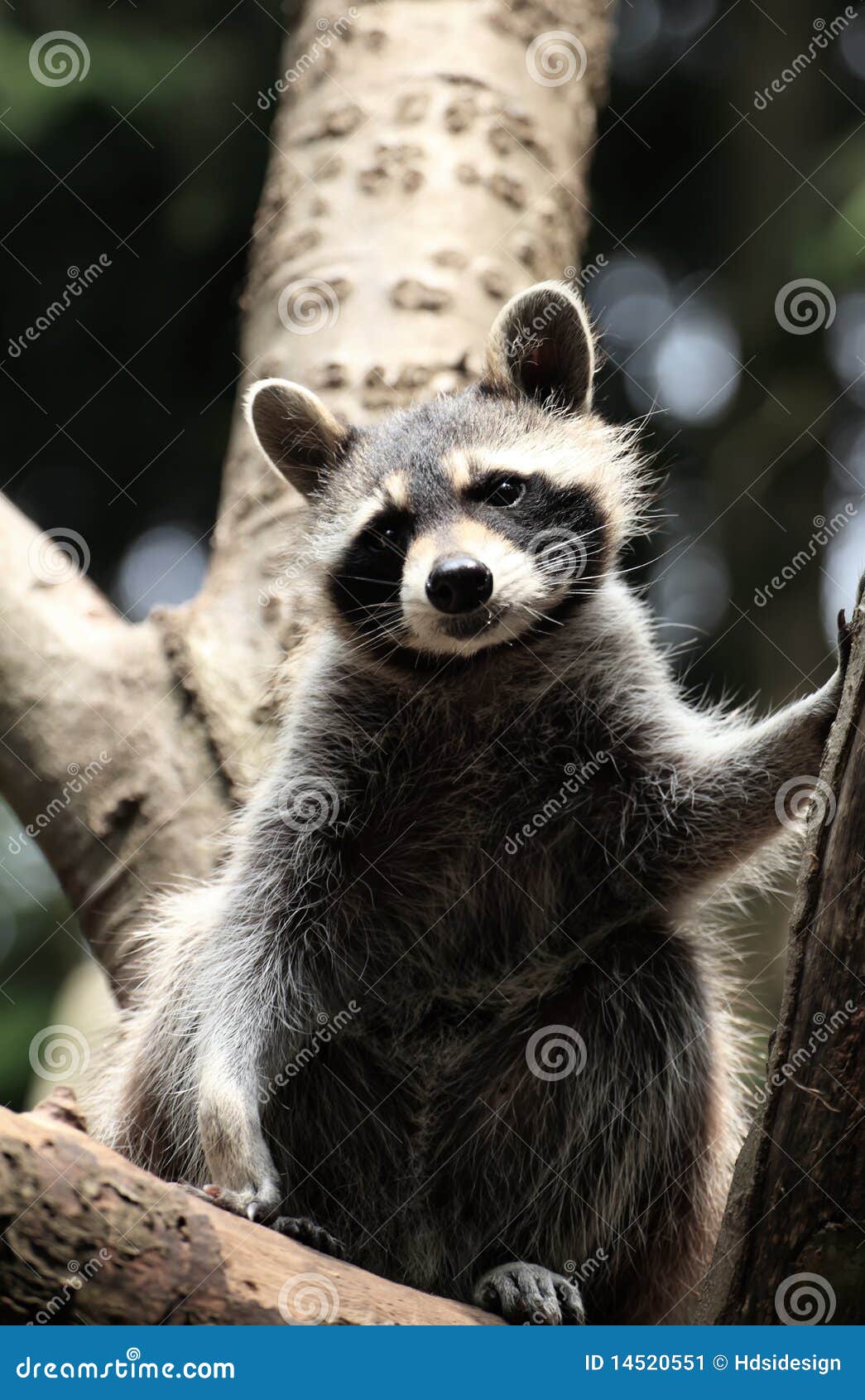 Raccoon in tree stock image. Image of mammal, outdoors - 14520551