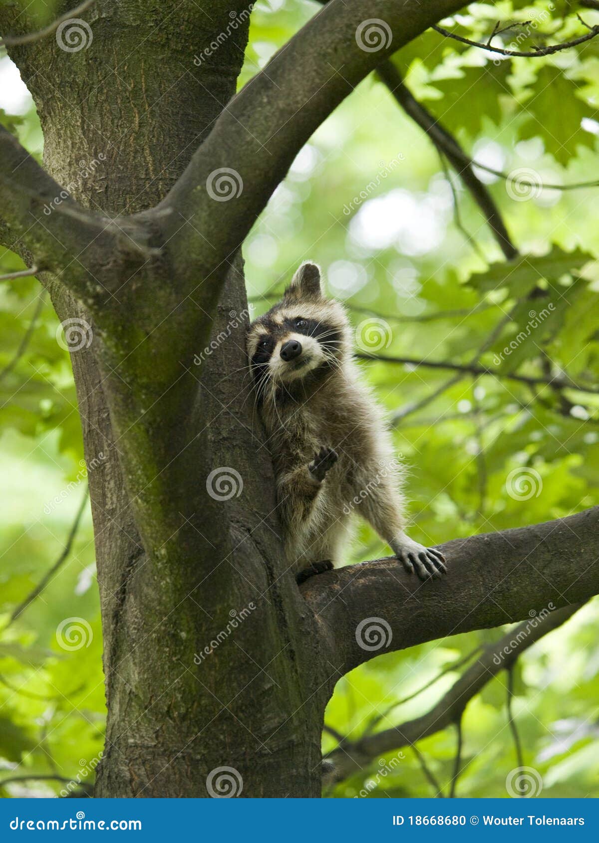 Raccoon in a tree stock photo. Image of forest, raccoon - 18668680